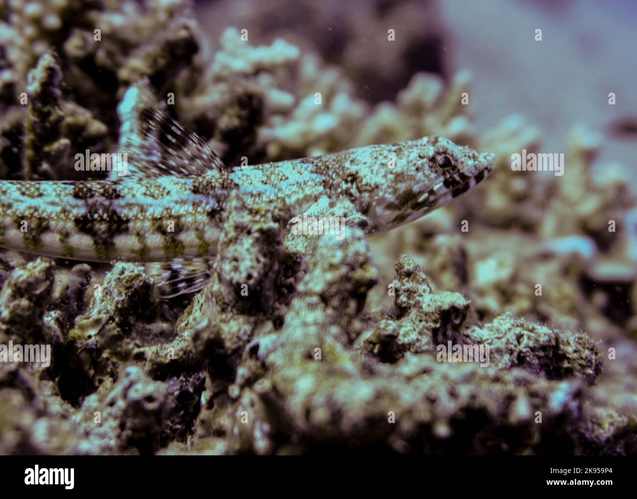 Underwater marine life variegated hi-res stock photography and images ...