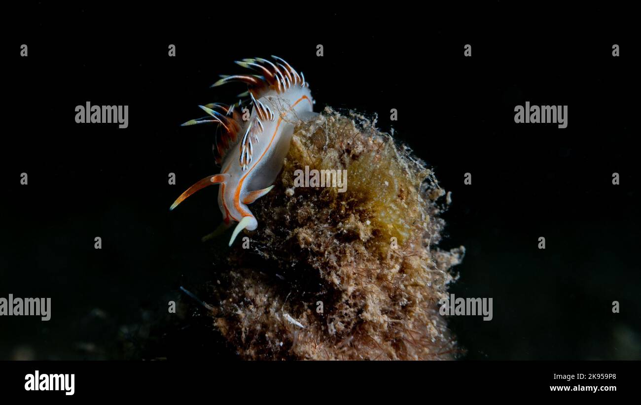 A closeup of a Phidiana militaris sea slug swimming underwater Stock ...