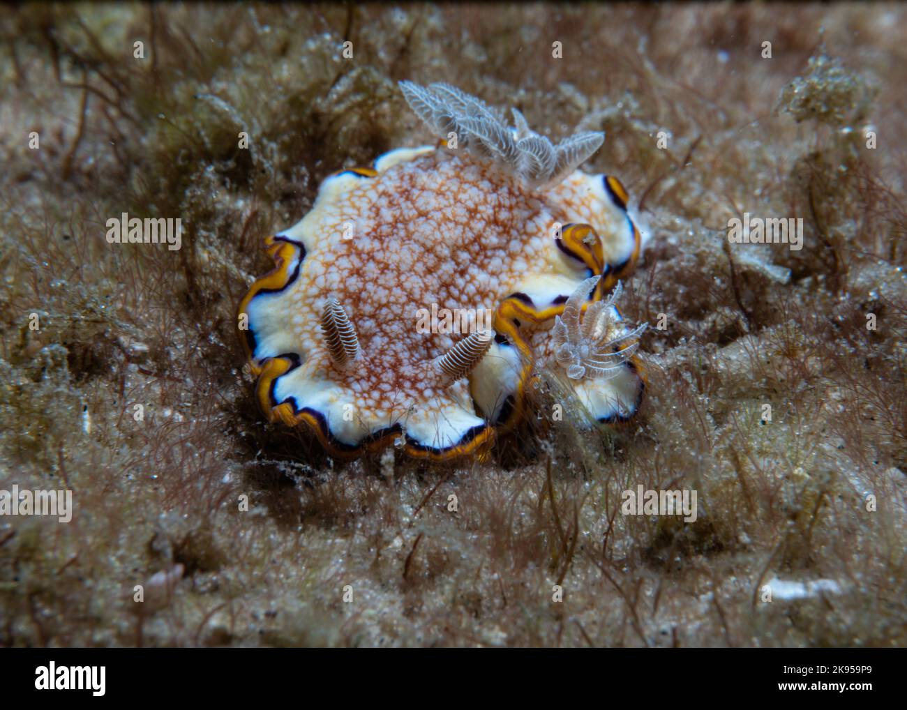 Goniobranchus obsoletus hi-res stock photography and images - Alamy