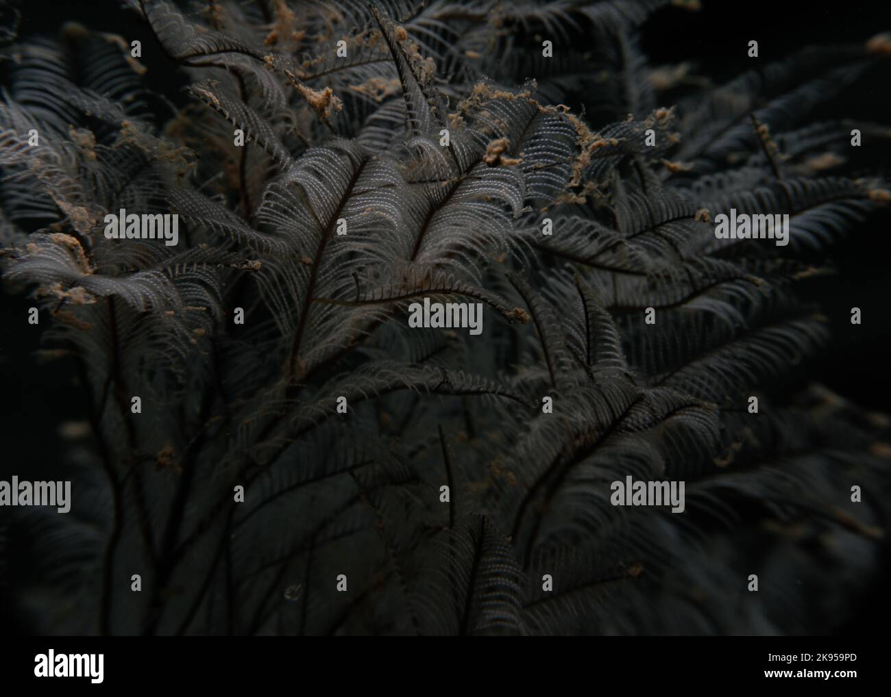 Aglaophenia pluma hi-res stock photography and images - Alamy