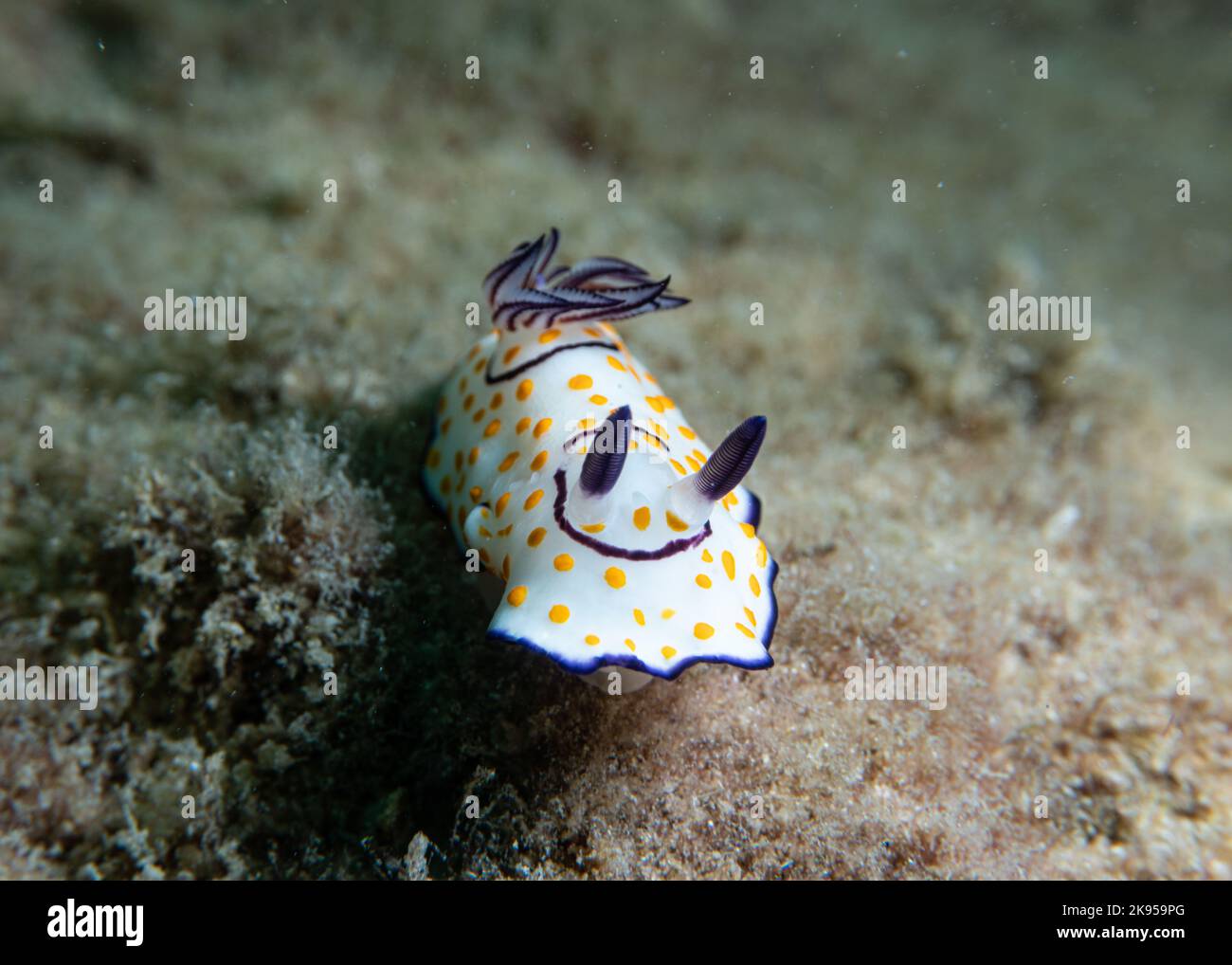 A closeup of a Goniobranchus annulatus sea slug swimming under the ...