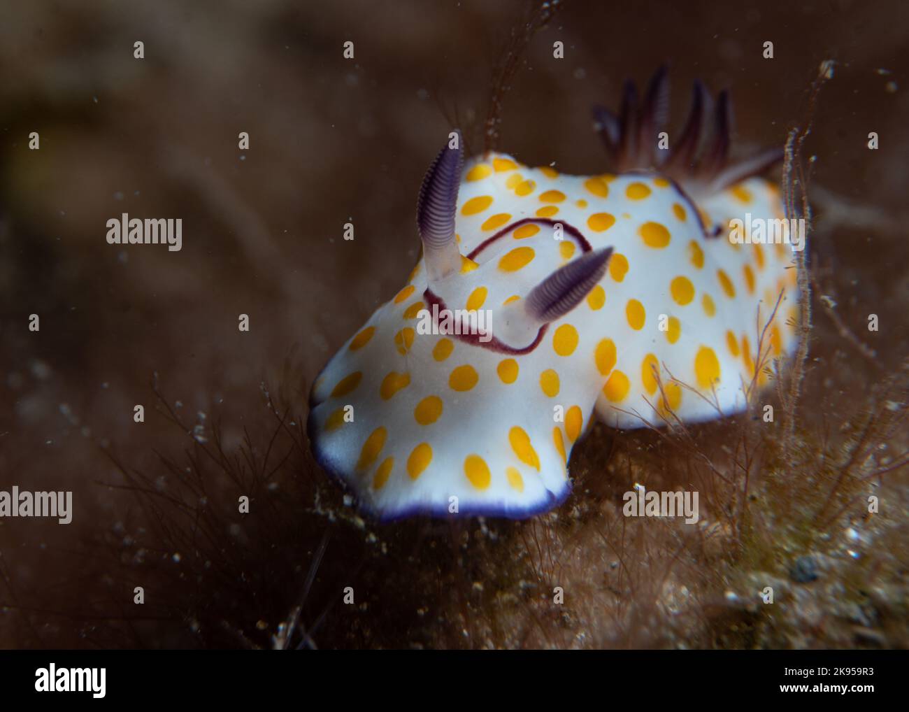 A closeup of a Goniobranchus annulatus sea slug swimming under the ...
