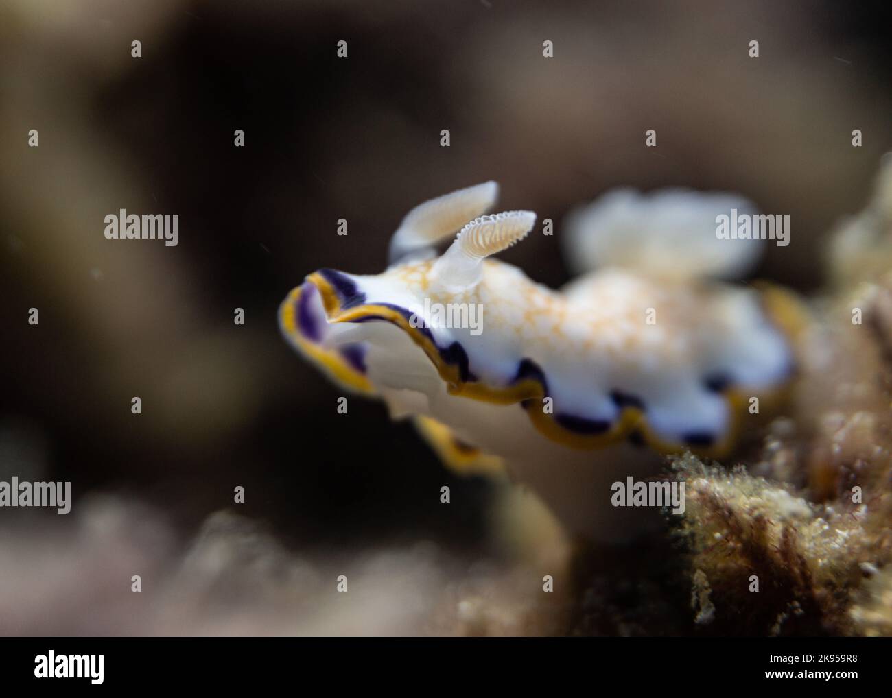 A closeup of a Goniobranchus annulatus sea slug swimming under the ...