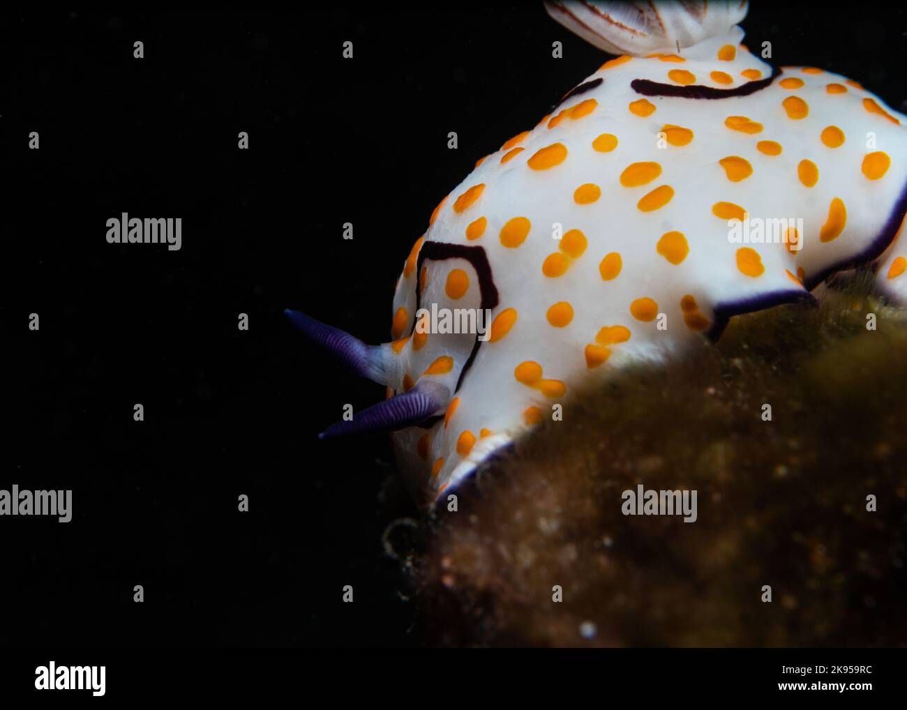 A closeup of a Goniobranchus annulatus sea slug swimming under the ...