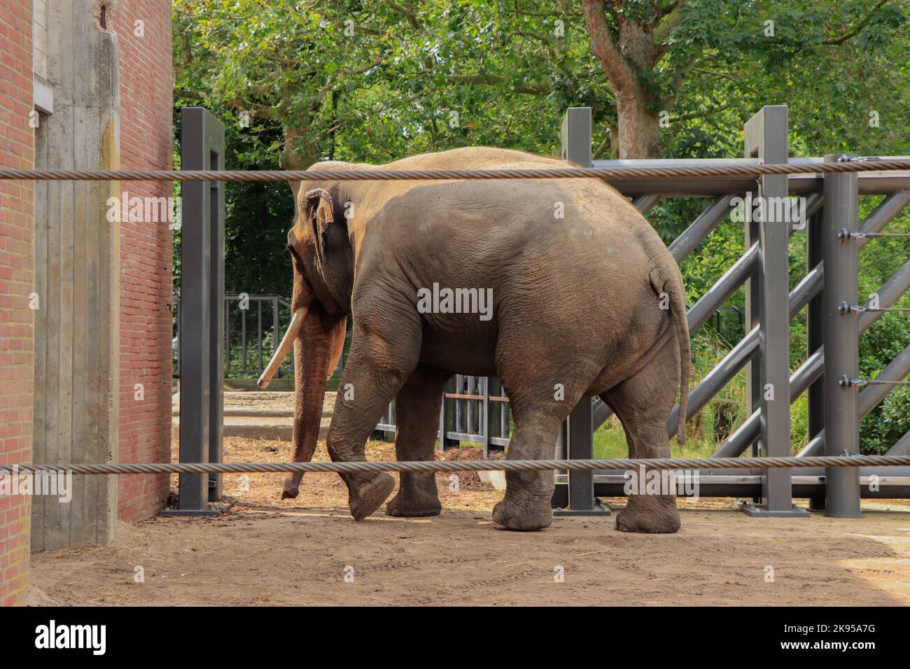 A cute elephant walking in his enclosure at a zoo Stock Photo - Alamy