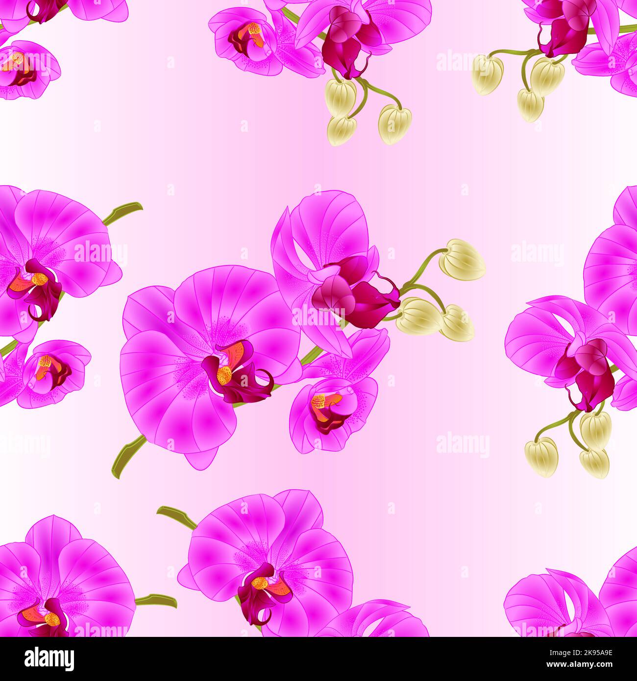 Seamless Texture Orchid Purple Phalaenopsis Closeup Stem With Flowers