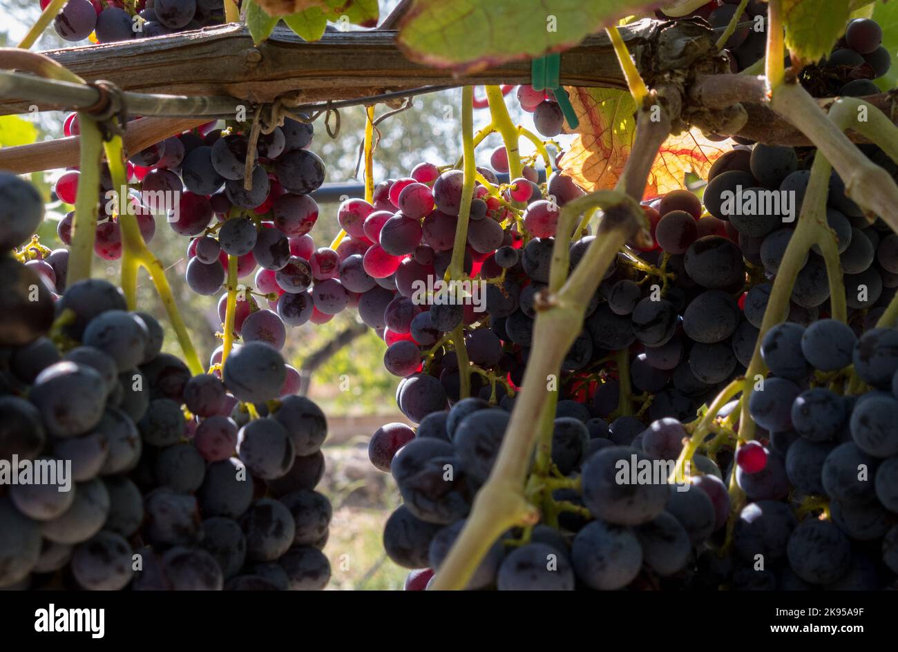 Italy, Sicily. Ripe red grapes growing near Agrigento Stock Photo - Alamy