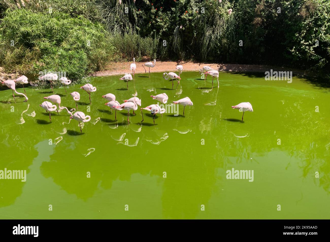 A flock of pink African flamingos (Phoenicopterus) standing in green ...