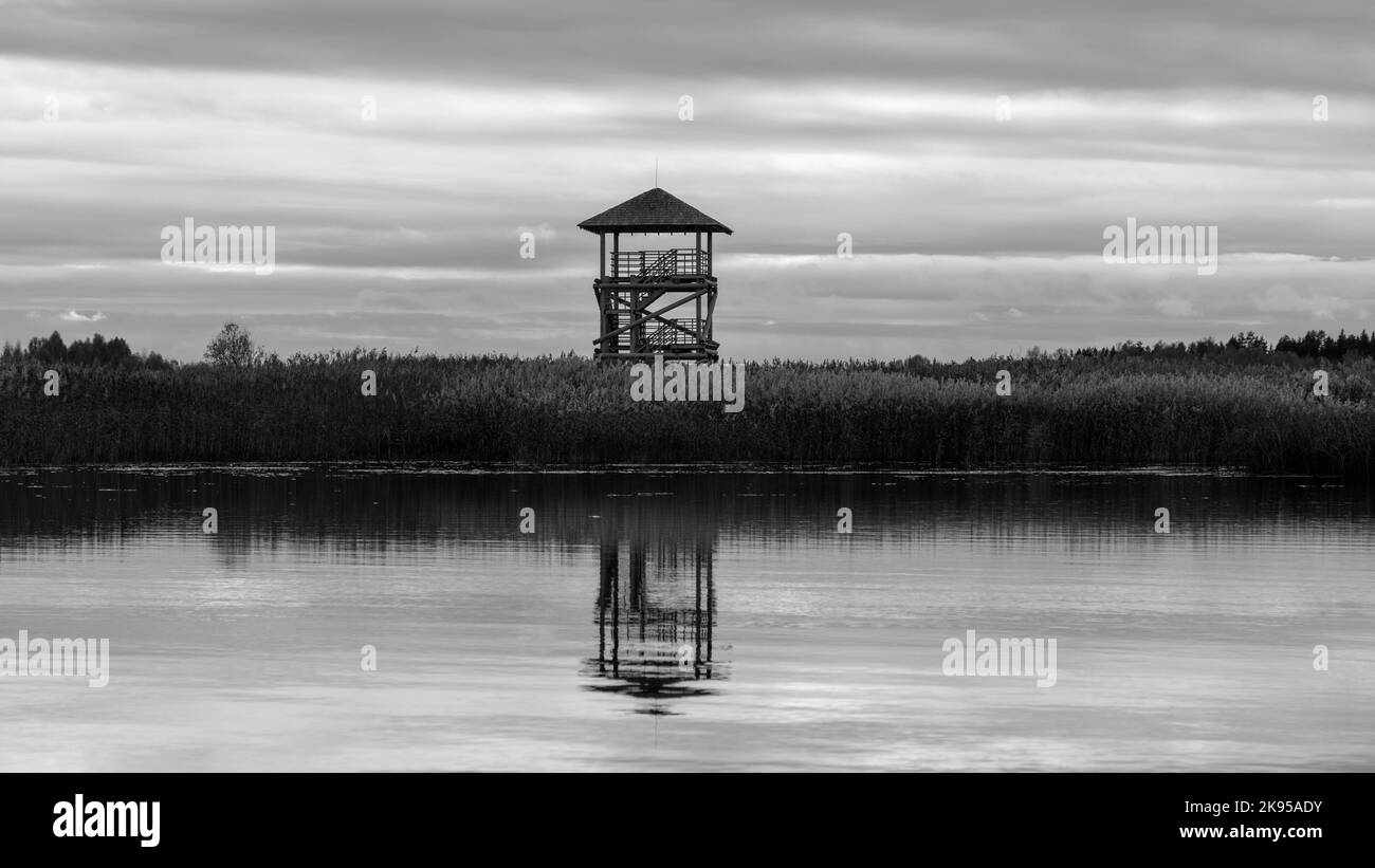 wooden lookout tower, golden hour in swamp lake, lakeside reeds and ...