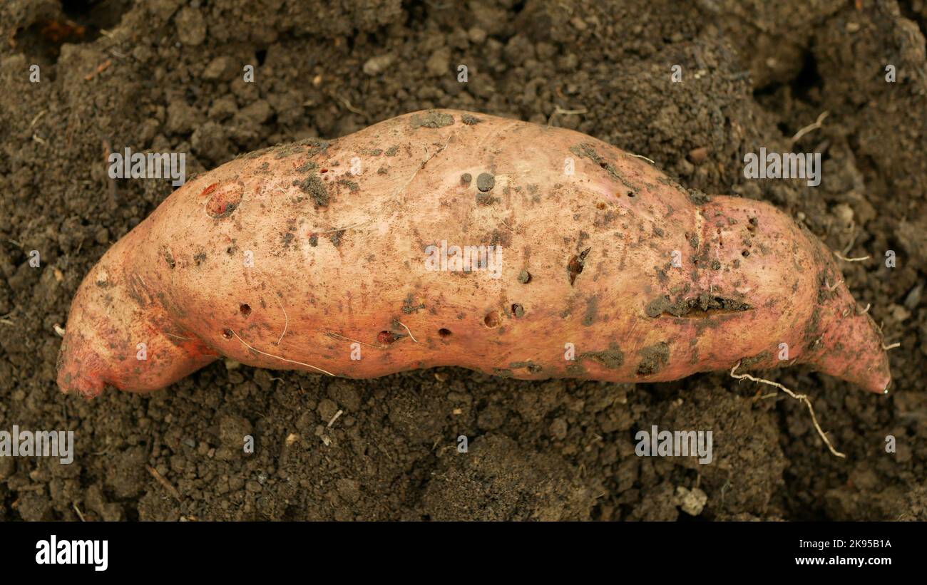 Sweet potato harvest Ipomoea batatas close-up tuberous tubers roots ...