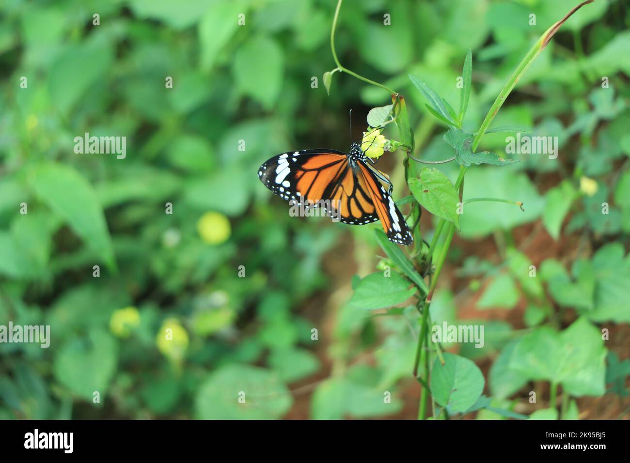 Monarch, Danaus plexippus, butterfly in nature habitat. Nice insect ...