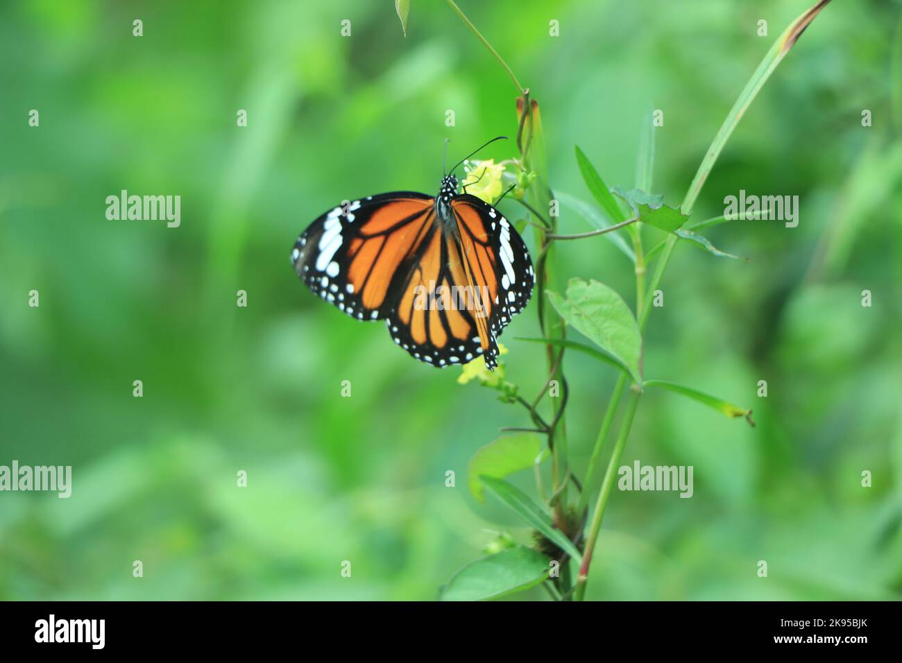 A brilliant, orange Monarch (danaus plexippus) pollinates a butterfly ...