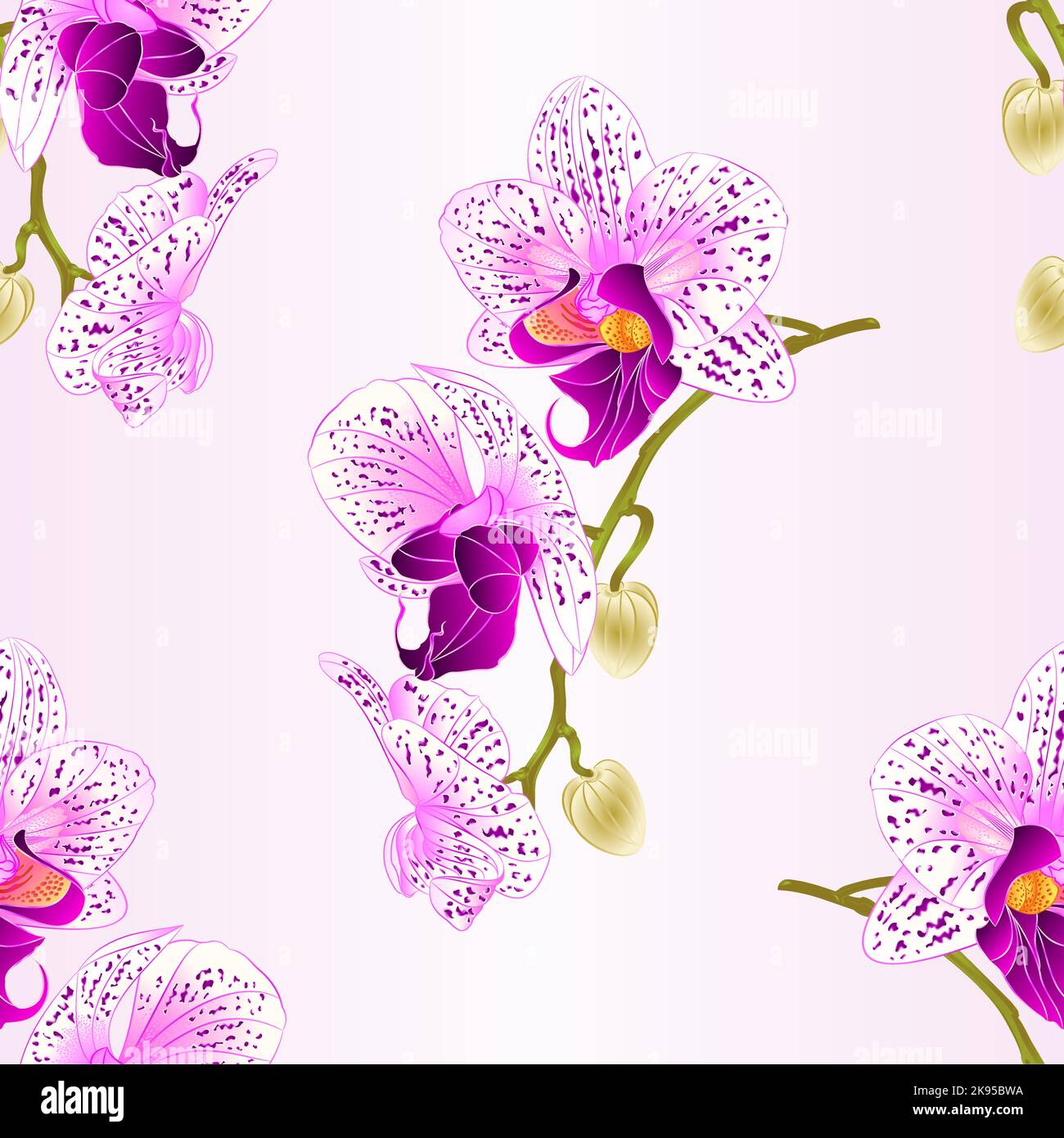 Seamless Texture Purple And White Orchid Stem Phalaenopsis Beautiful