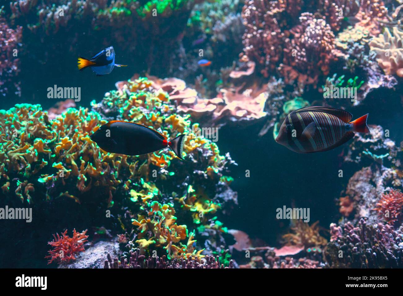 Fish deep in tropical water . Fantastic underwater nature Stock Photo ...