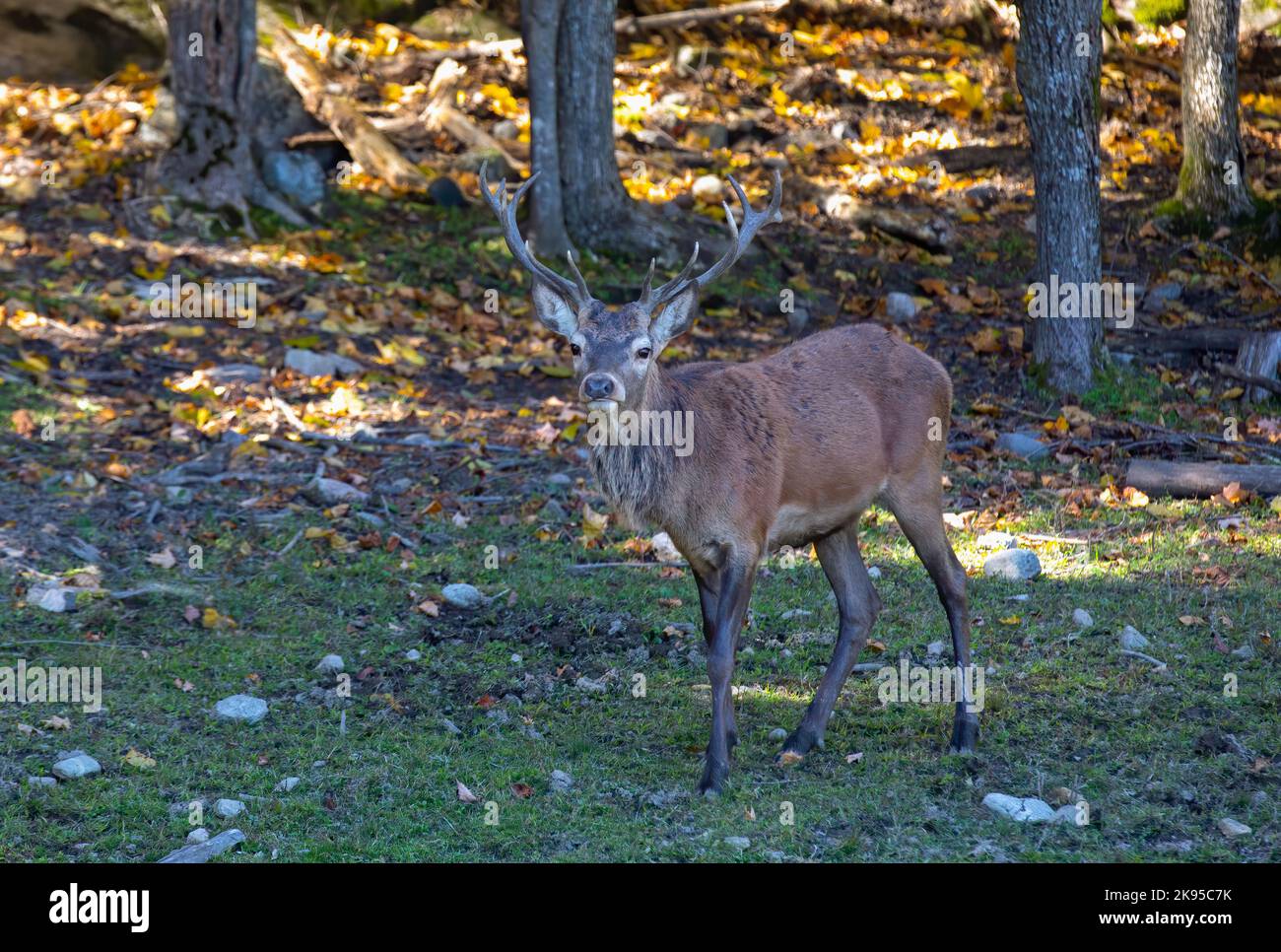 Deer with large antlers hi-res stock photography and images - Alamy