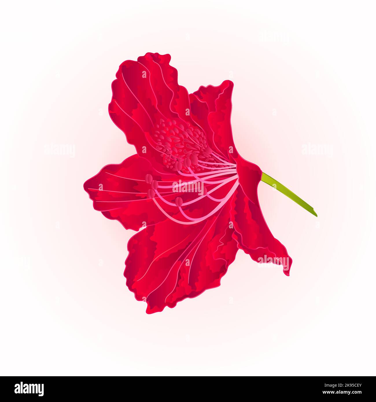 Blossom shrub red flower rhododendron vintage vector illustration ...