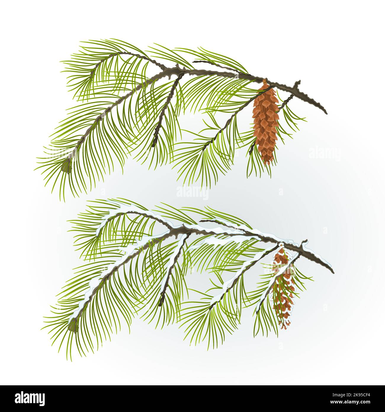 White Pine Branch With Pine Cone Autumnal And Winter Snowy Natural