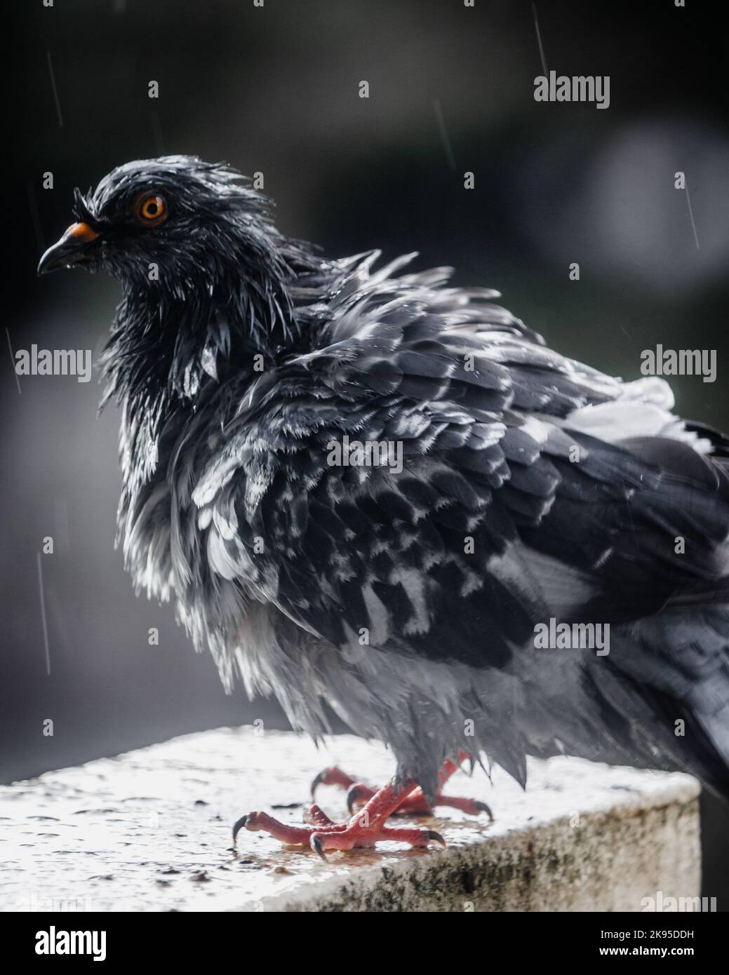 A rain sodden pigeon takes a pounding from the rain in London Stock ...