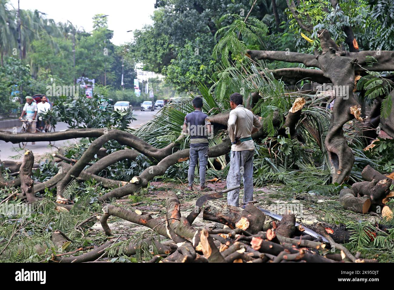 Cyclone Sitrang's stormy winds caused many small trees to fall on the ...