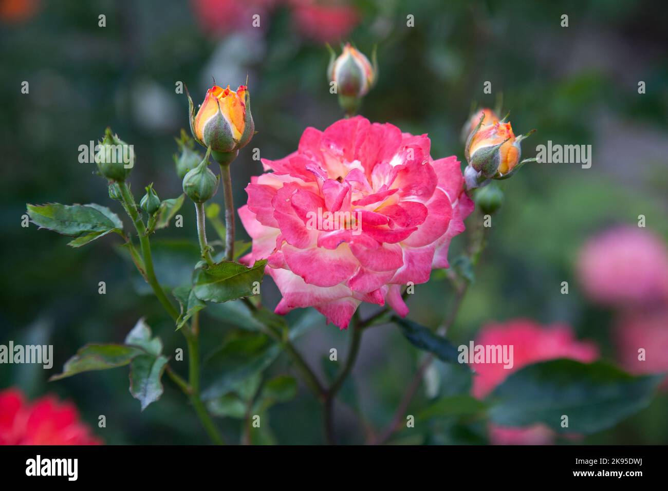Bunches of pink and orange blossoming roses in the garden. Beautiful ...