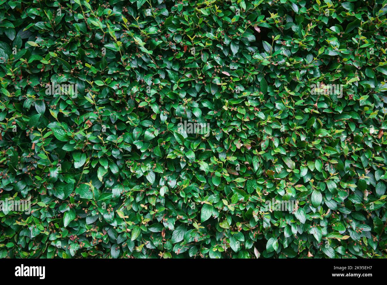 Green leaves background, fresh plants Stock Photo - Alamy