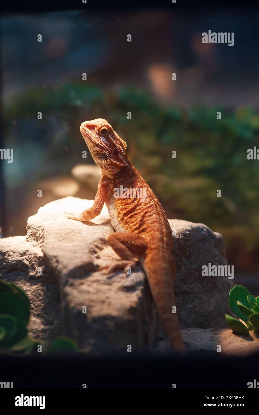 Lizard in a terrarium with beautiful lighting Stock Photo - Alamy