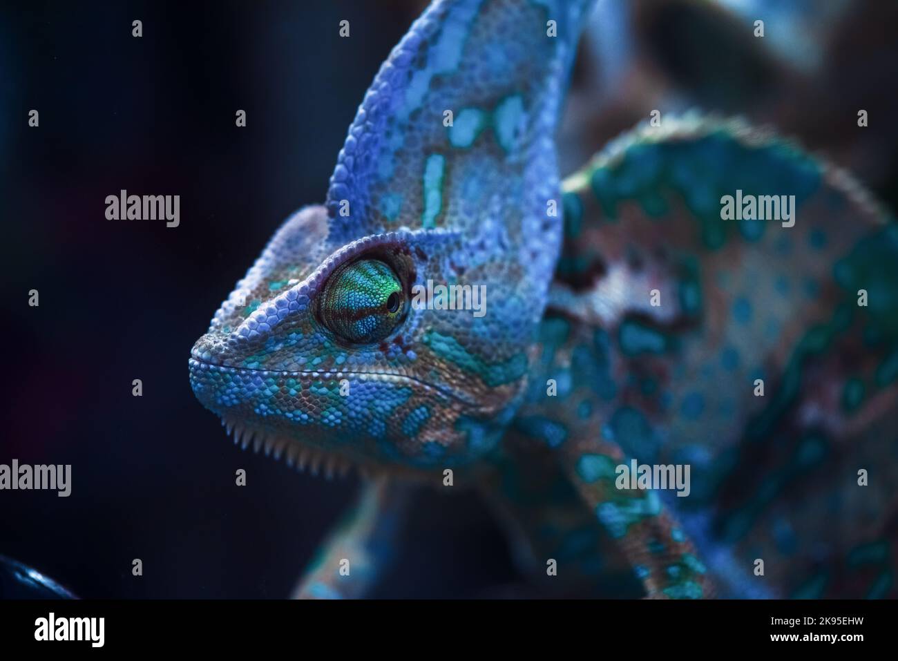 Small cute chameleon in the terrarium Stock Photo - Alamy