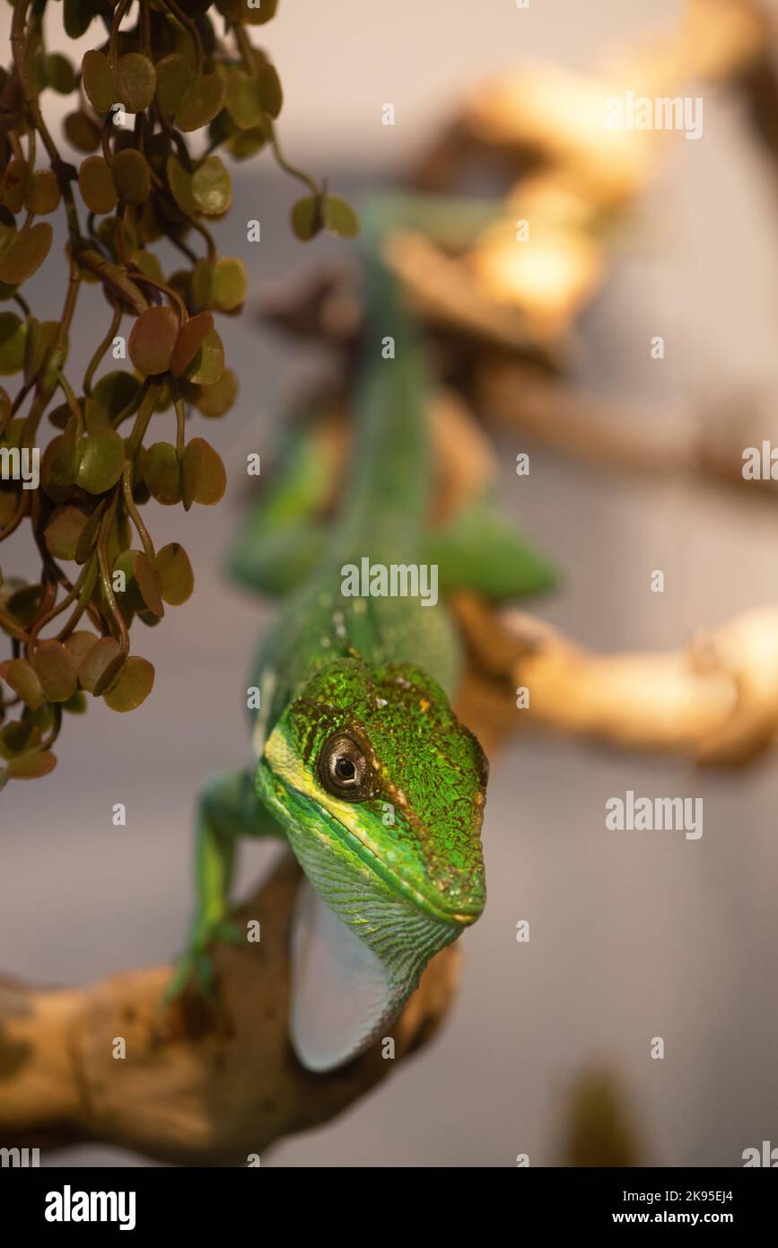 Big green lizard in a terrarium Stock Photo - Alamy