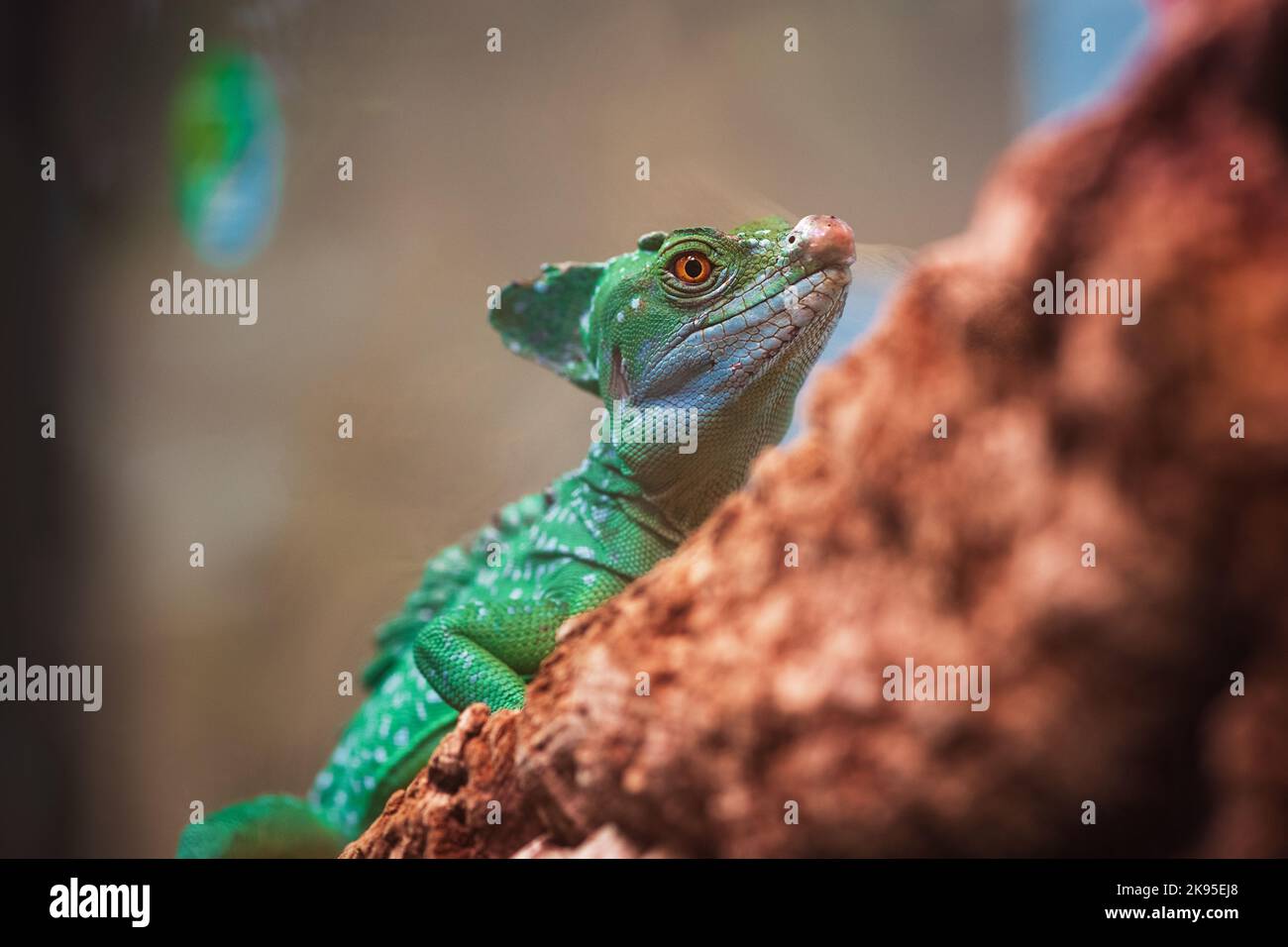 Big green lizard in a terrarium Stock Photo - Alamy