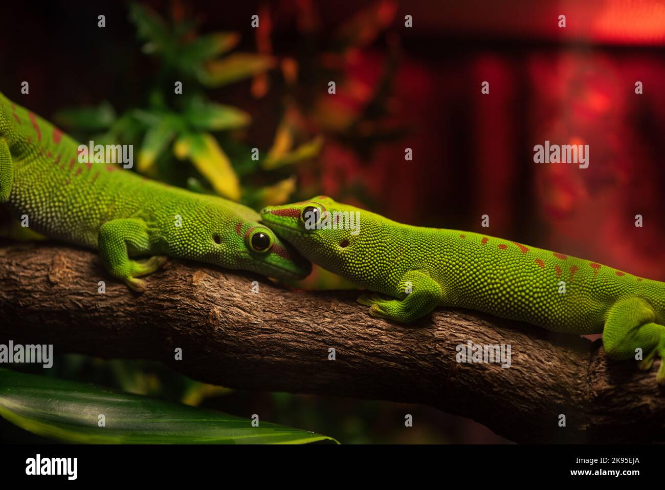 Two green lizards hi-res stock photography and images - Alamy