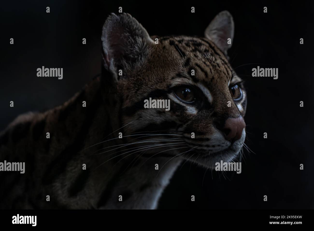 Ocelot head hi-res stock photography and images - Alamy