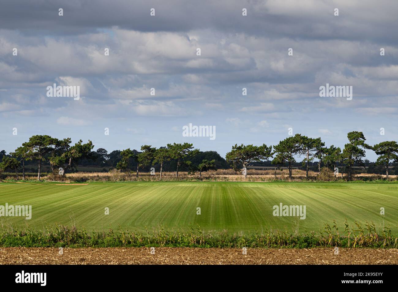 Green fields with a line of trees near Alderton in Suffolk, England ...