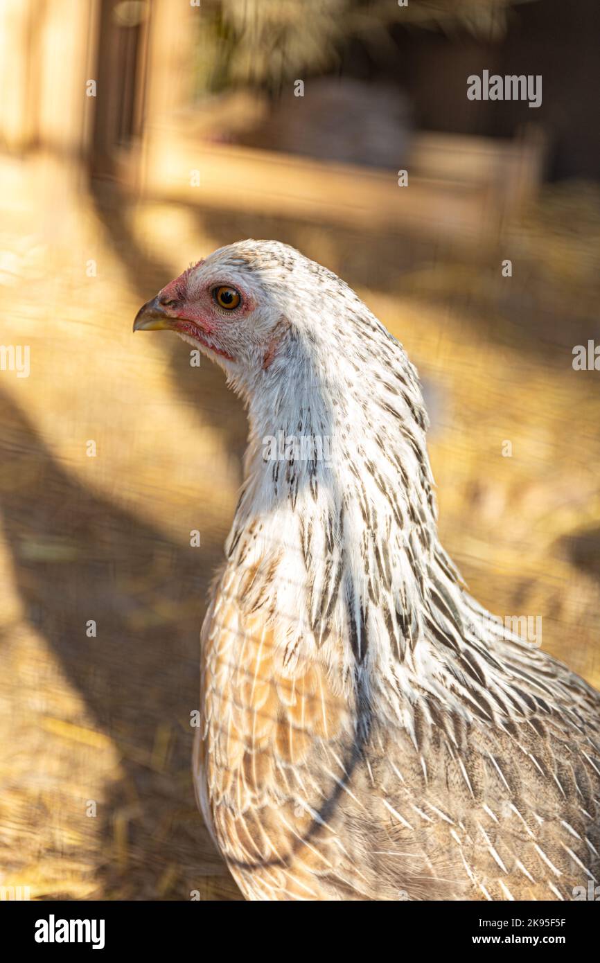 Araucana (or Mapuche): ornamental blue-egg hen Stock Photo - Alamy