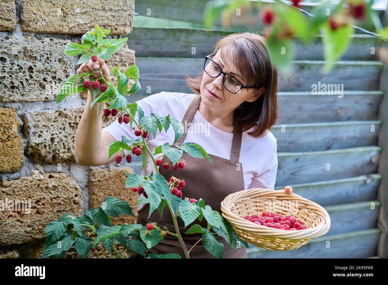 Middle aged woman harvesting ripe raspberries in the garden Stock Photo ...