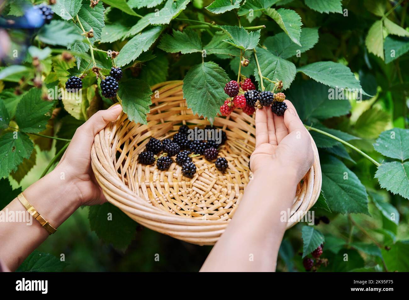 Hands picking ripe blackberries from bush into basket, harvest of ...