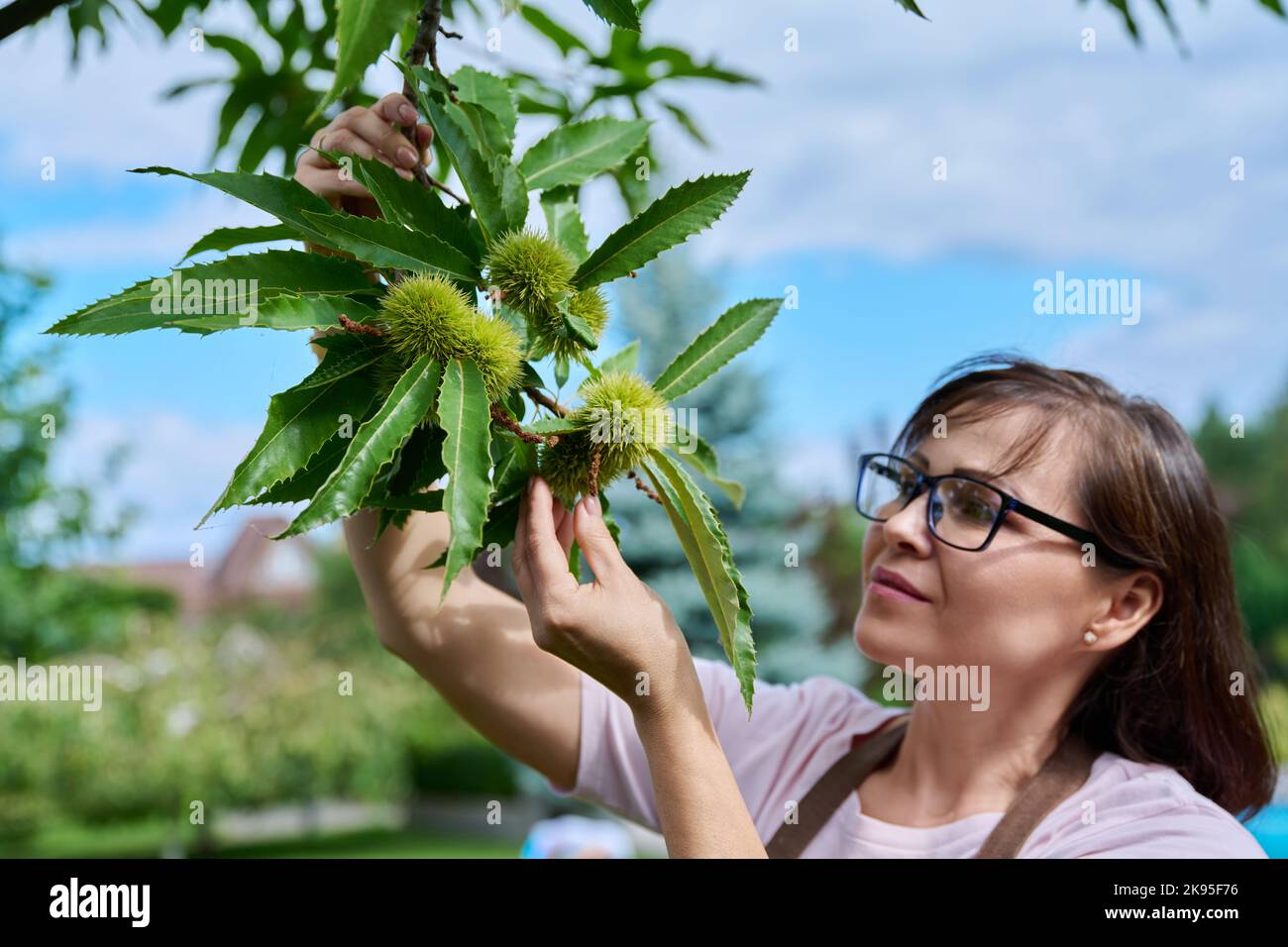 Woman touching chestnut fruit hi-res stock photography and images - Alamy