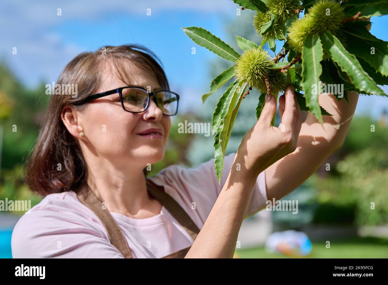 Woman touching chestnut fruit hi-res stock photography and images - Alamy