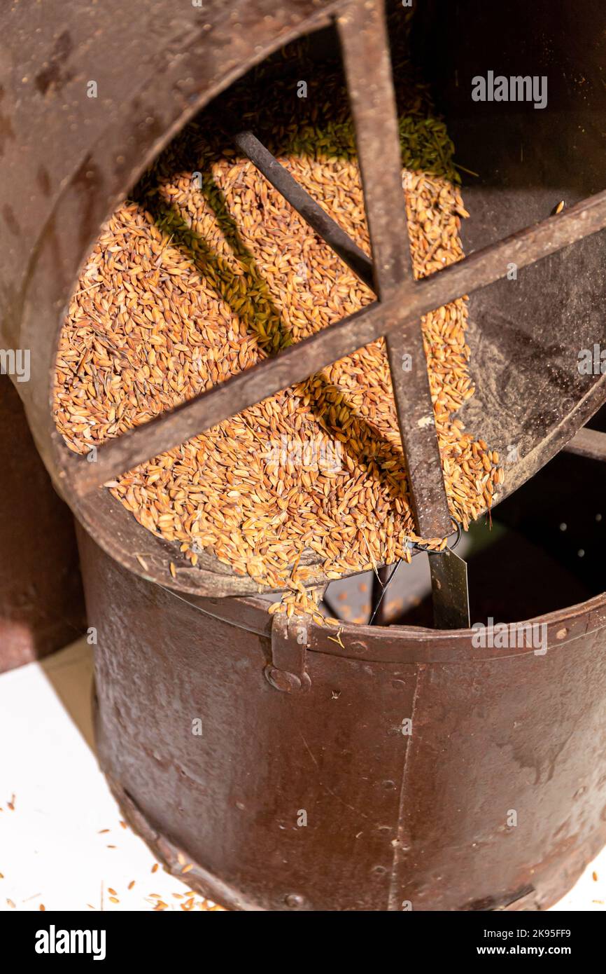 dried rice in the ancient iron container Stock Photo - Alamy