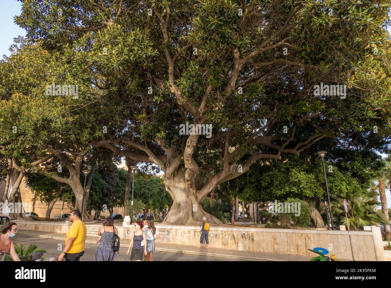 Italy, Sicily, Mazara del Vallo. Giant Ficus or Fig trees in a park on ...