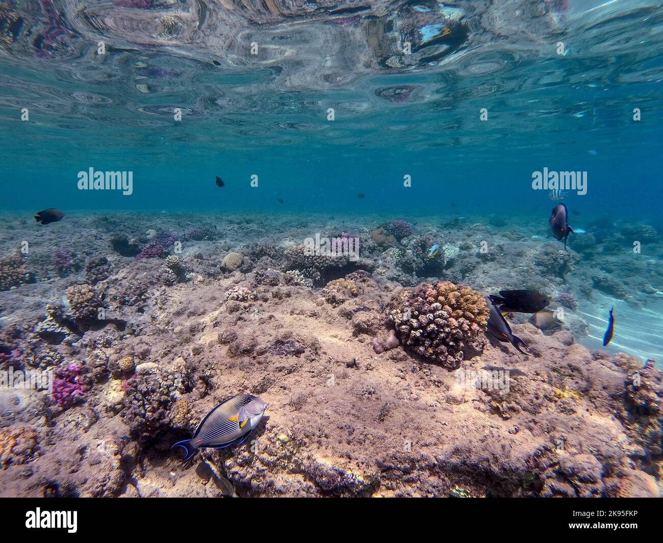 Colorful tropical fish Sohal Surgeon fish (Acanthurus Sohal) tang ...