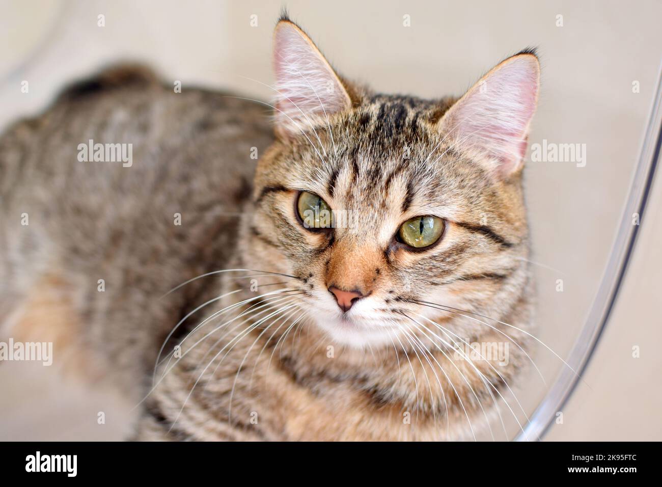 A cute tabby cat with a short tail and tassels on the ears. Kurilian ...