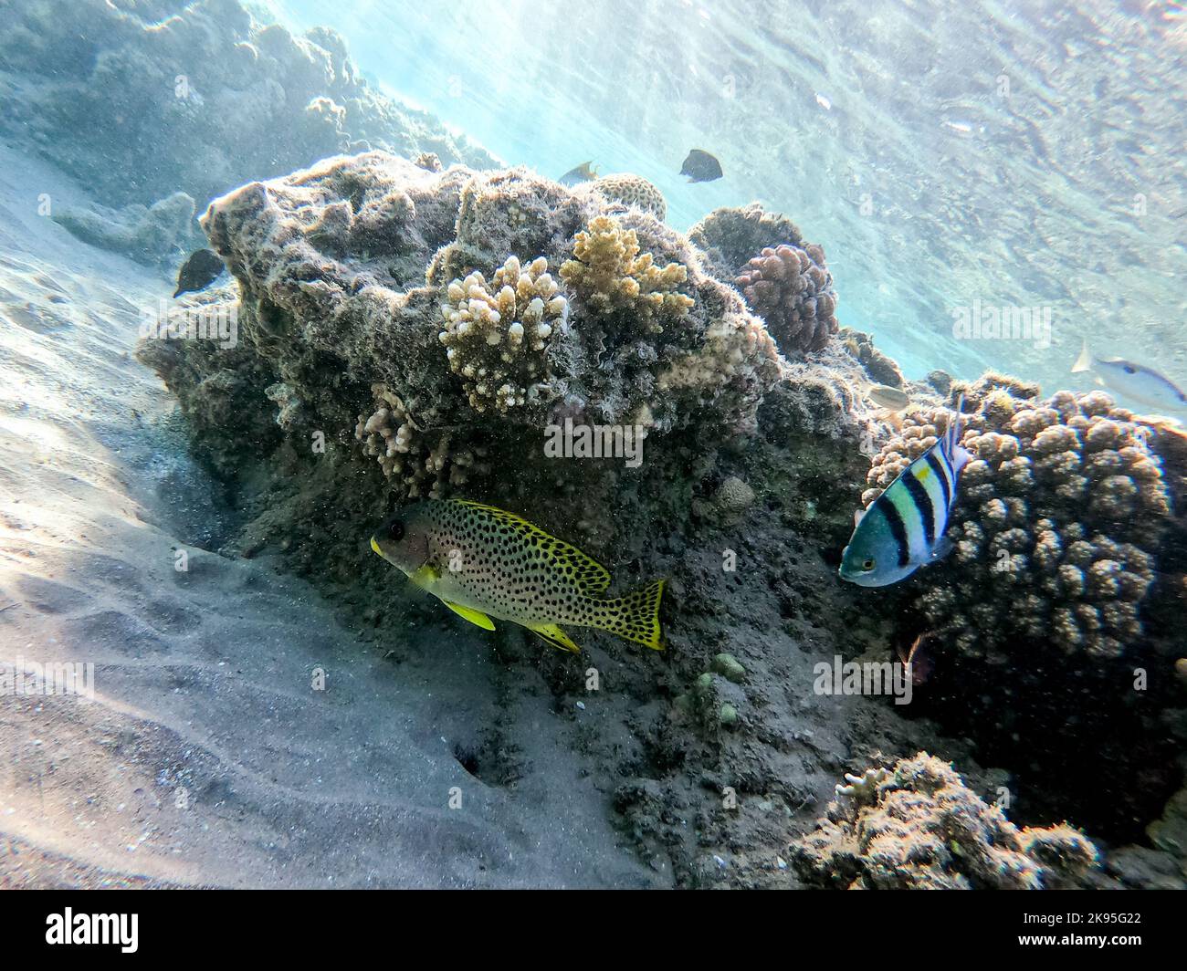 Close up view of Colorful tropical blackspotted rubberlip fish or ...