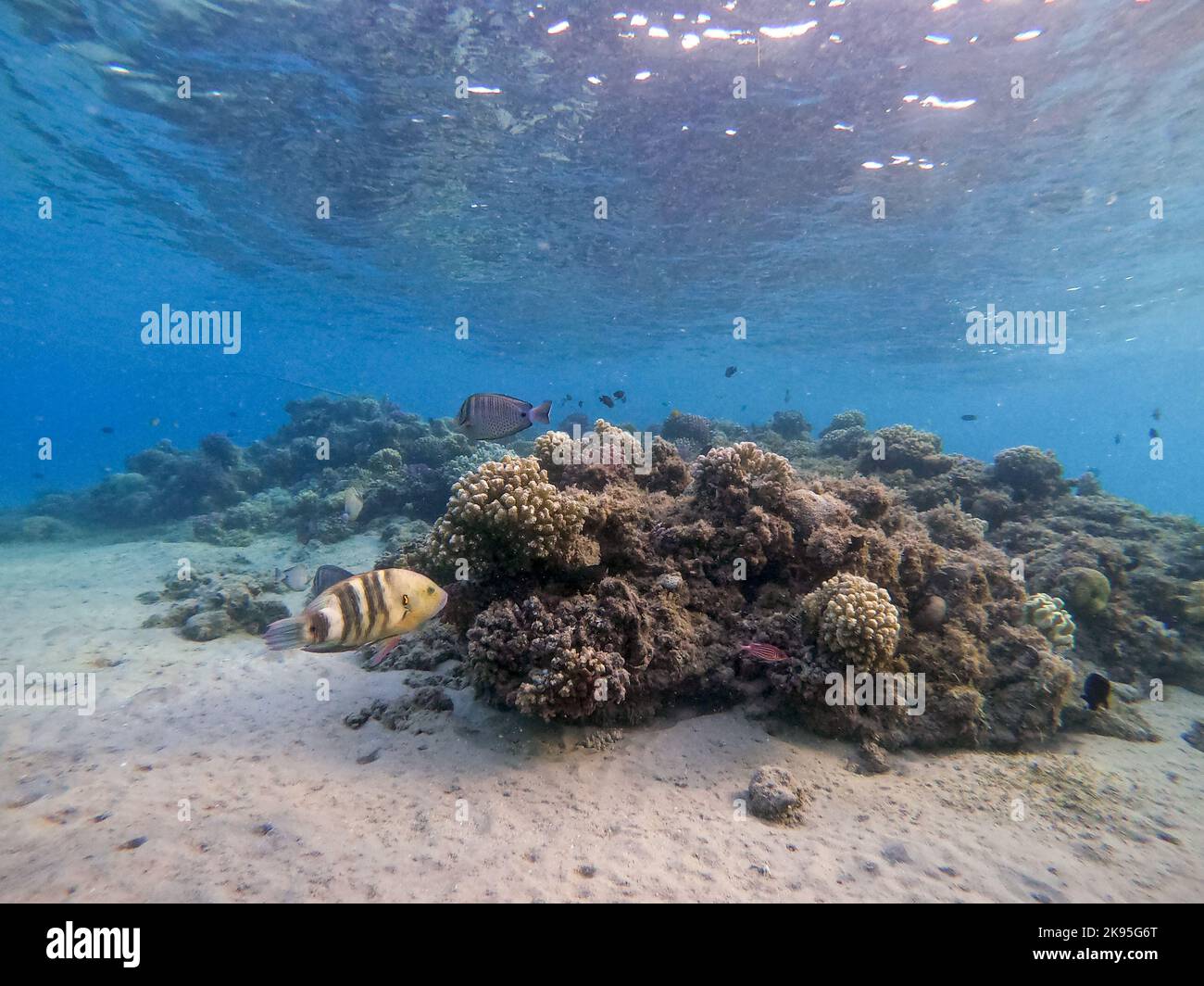 Close up view of tropical big broomtail wrasse known as Cheilinus ...