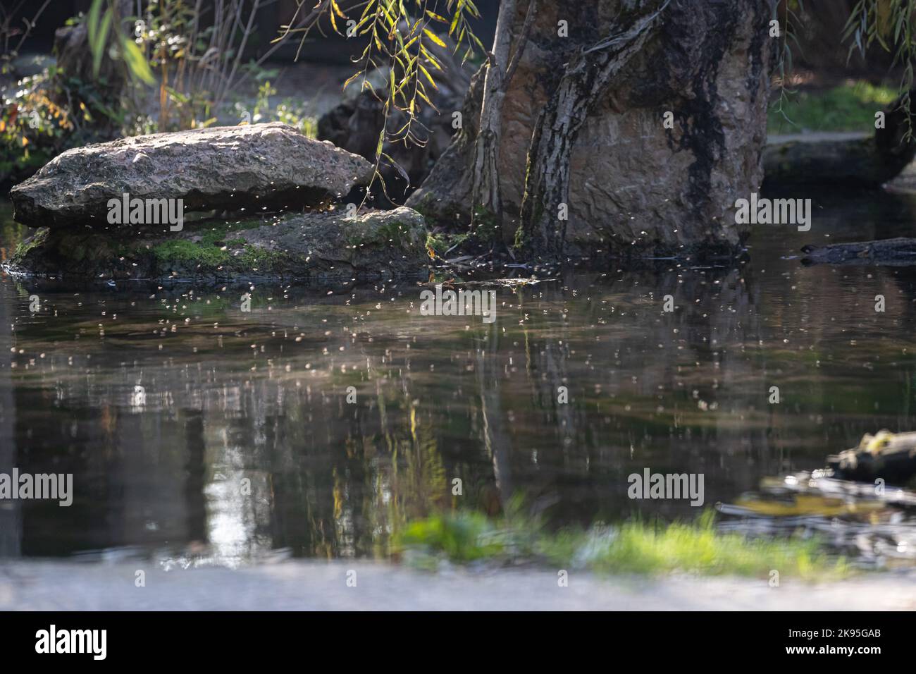 midges flying in a small pond Stock Photo - Alamy