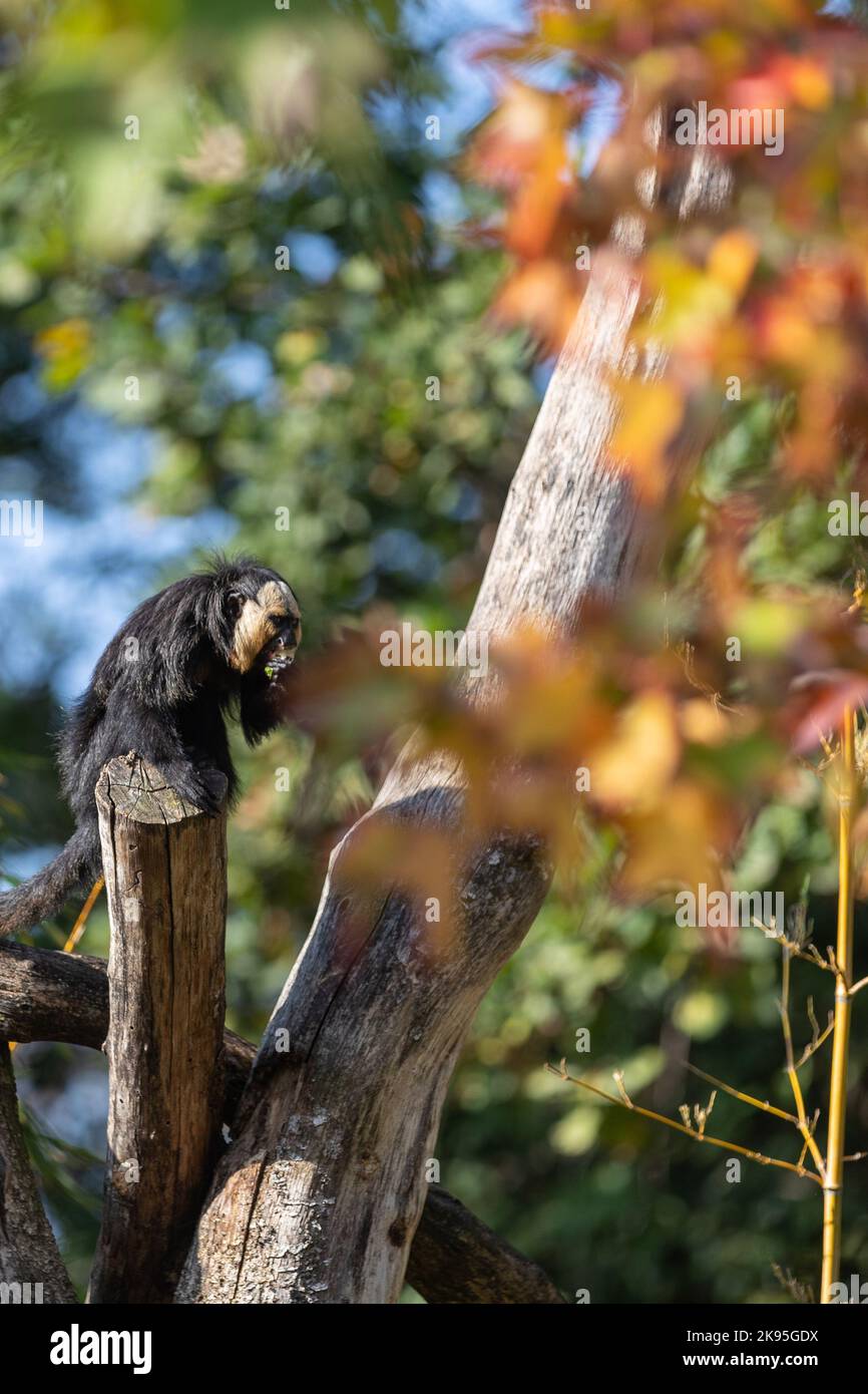 Pithecia pithecia, The white-faced saki on the tree Stock Photo - Alamy