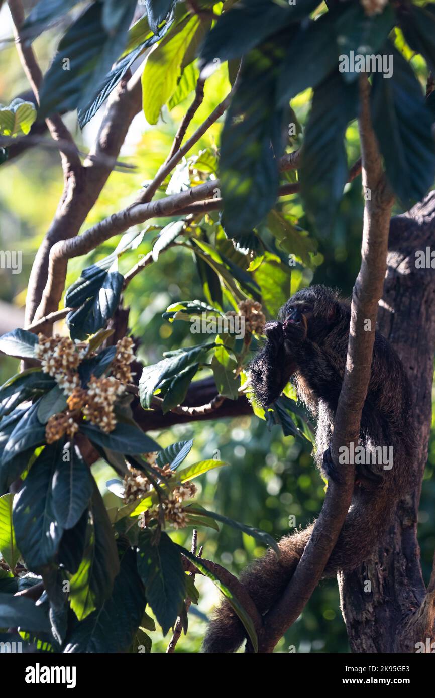 Pithecia pithecia, The white-faced saki on the tree Stock Photo - Alamy