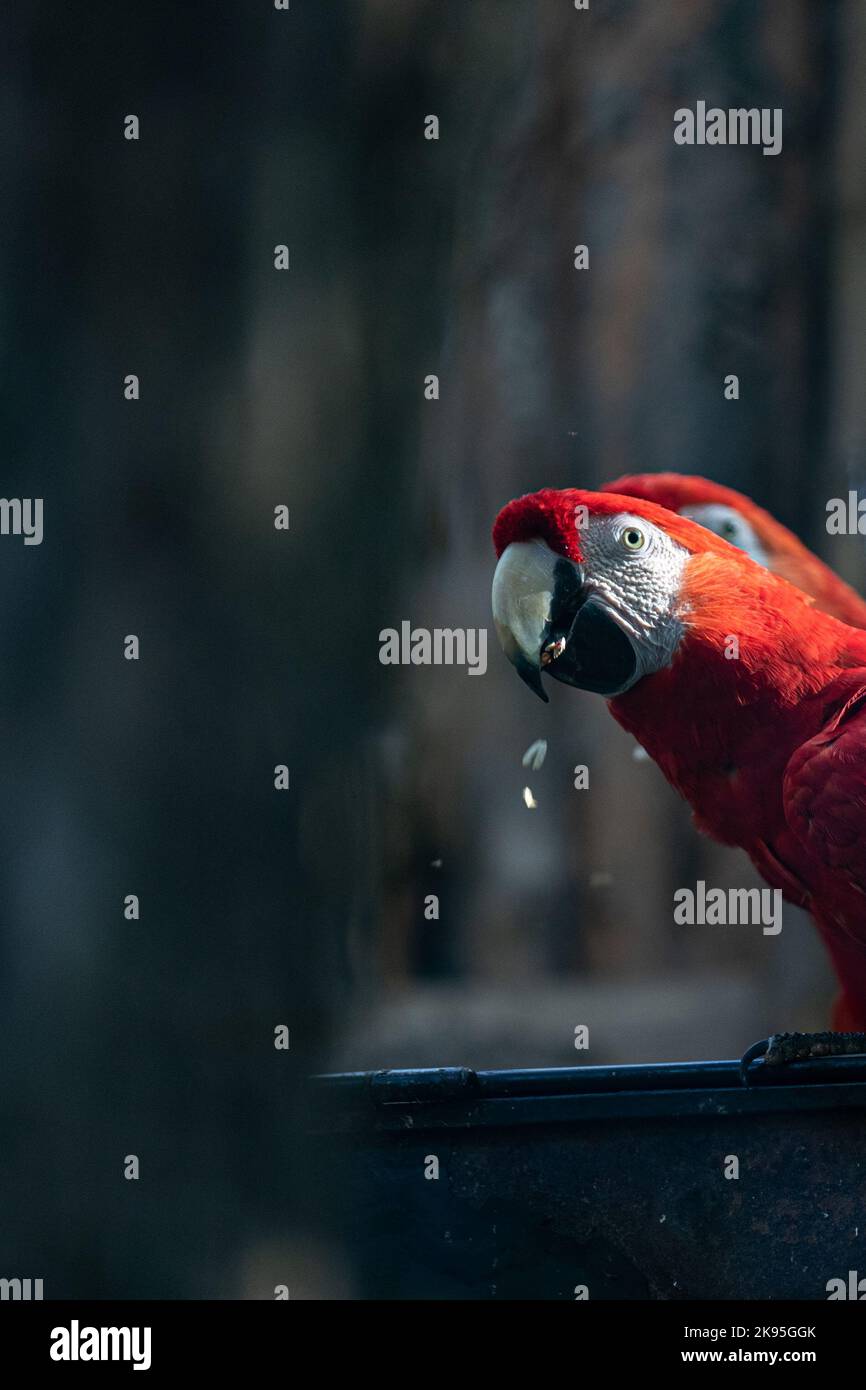 Red macaw face hi-res stock photography and images - Alamy