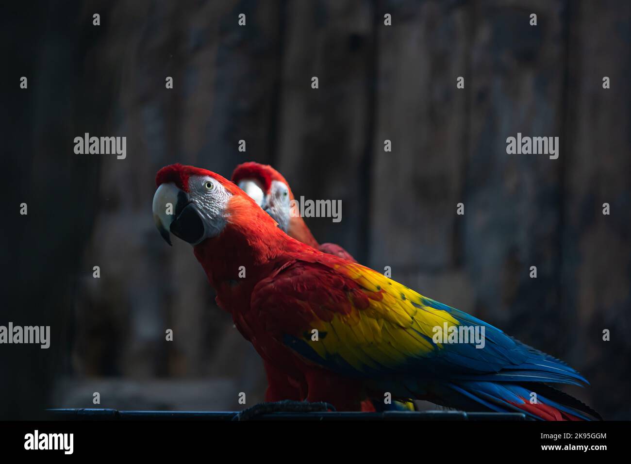 Portrait of a scarlet macaw (Ara macao Stock Photo - Alamy