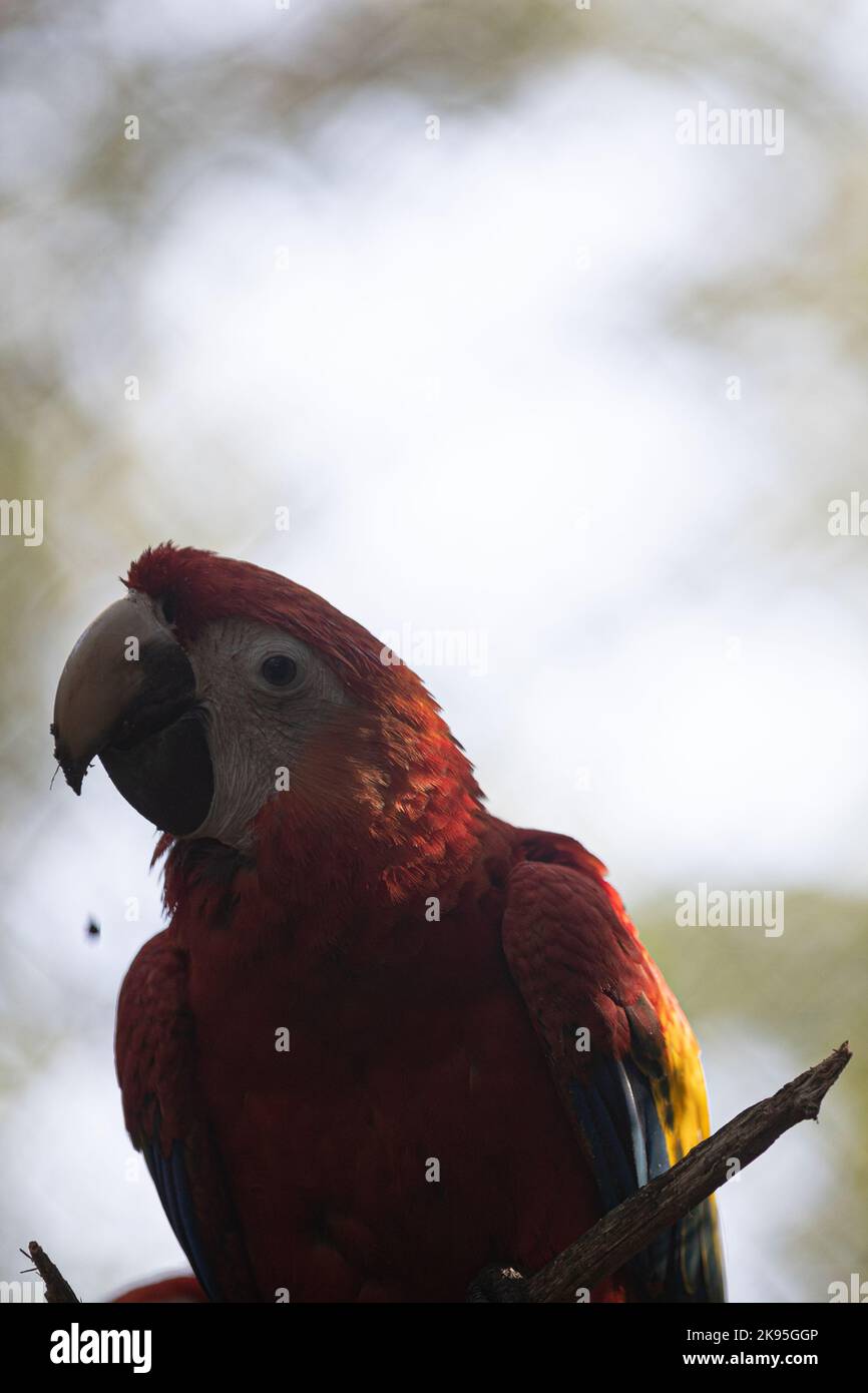 Red macaw face hi-res stock photography and images - Alamy