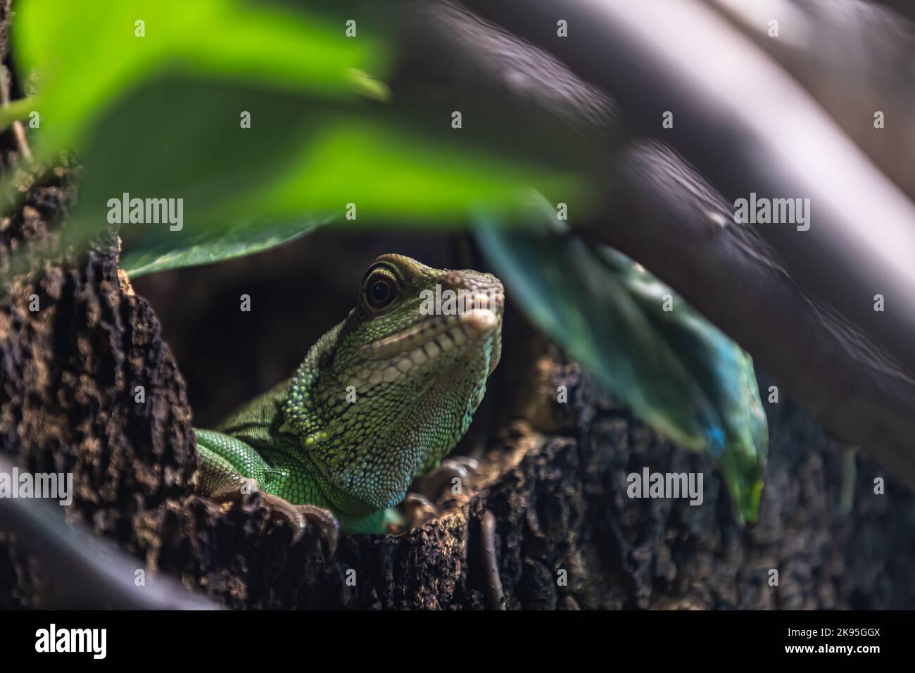 Asian water dragon, The Chinese water dragon (Physignathus cocincinus ...